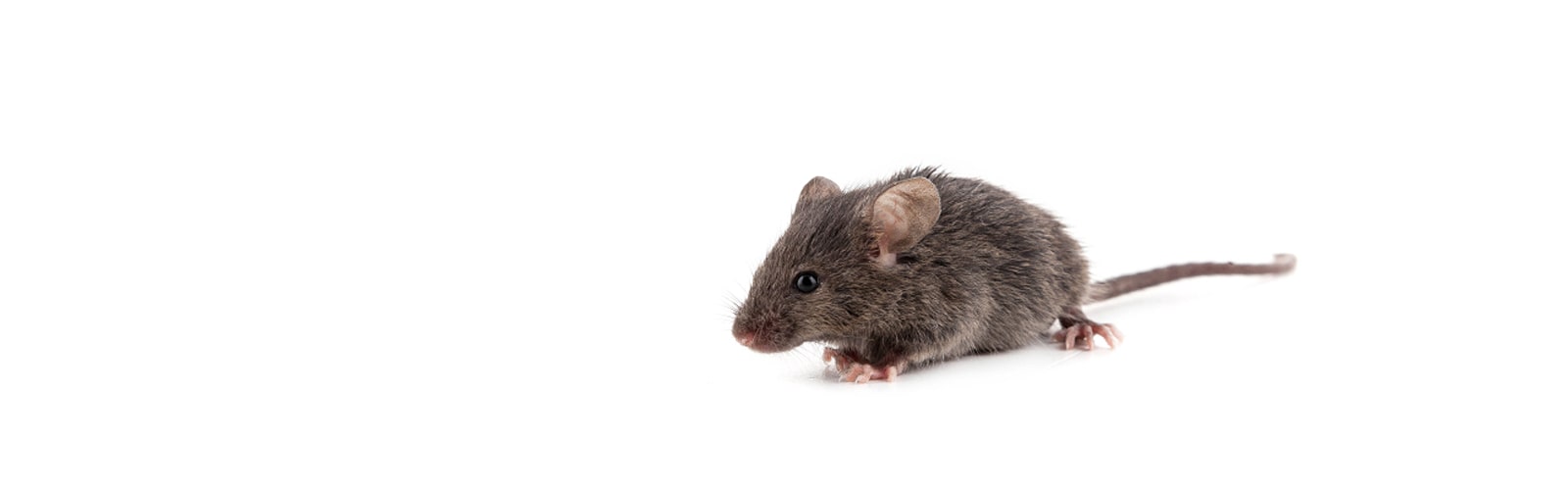 Reliable Mouse Control Services, Temecula, Murrieta, Fallbrook