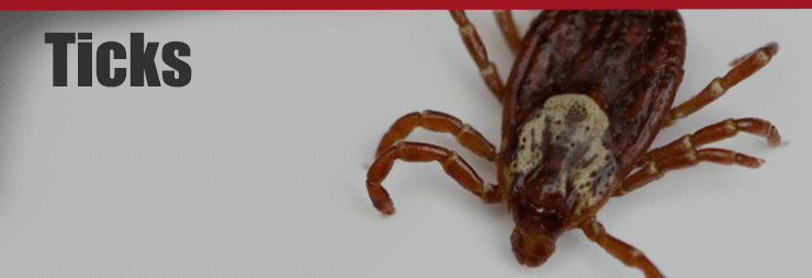 Reliable Tick Control Services by Knockout Pest Control & Termite