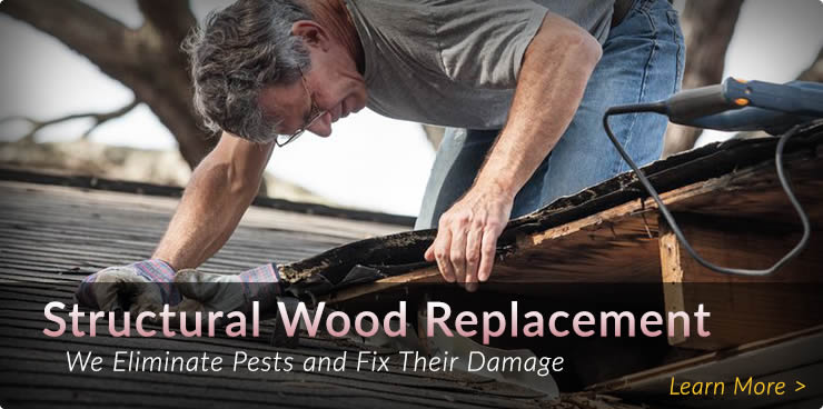 Knockout Pest Control & Termite - Temecula, Fallbrook