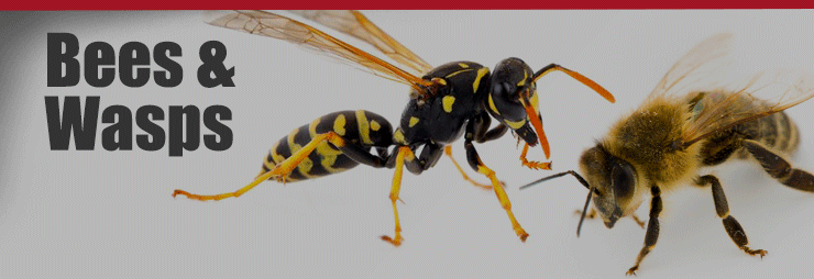 Bee and Wasp Control by Knockout Pest Control & Termite